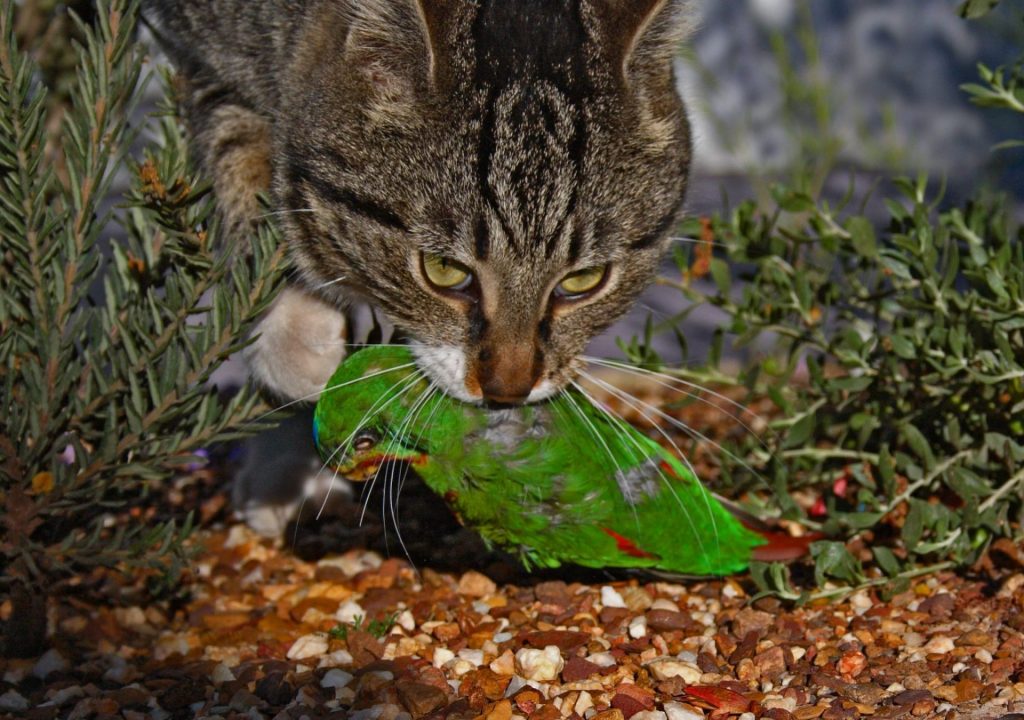 Cat Threat to Wildlife Understanding the Impact in Australia