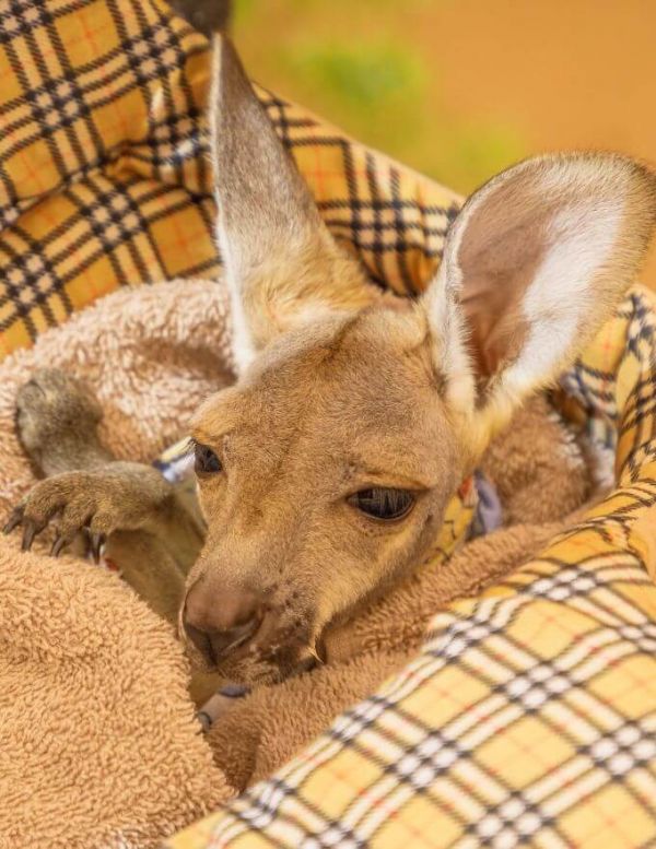 Wildlife Rescue & Rehabilitation | Hunter Wildlife Care