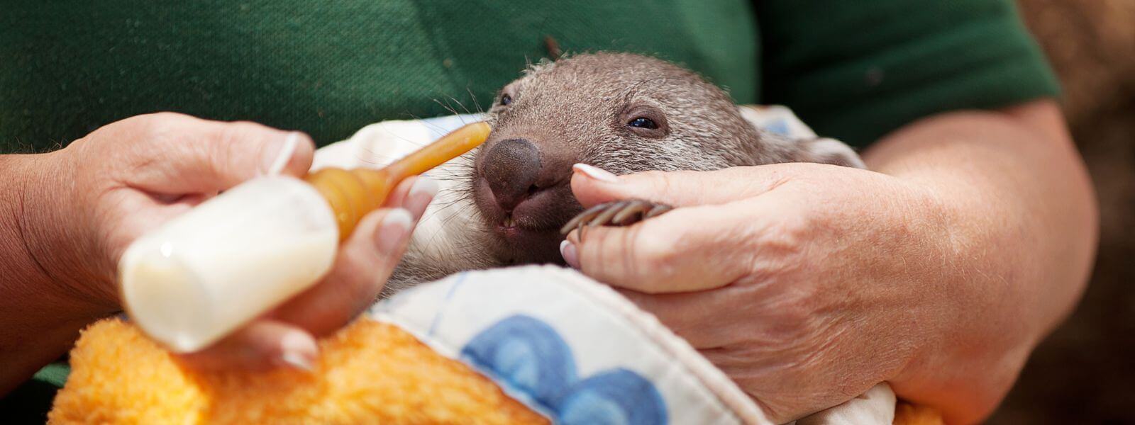 Wombat Rescue In Cessnock, Singleton & Across The Hunter Valley