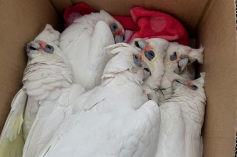 Mass Bird Poisoning in Newcastle | Hunter Wildlife Rescue