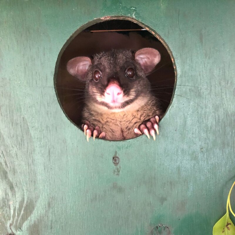 How To Make A Possum Box - Hunter Wildlife Rescue